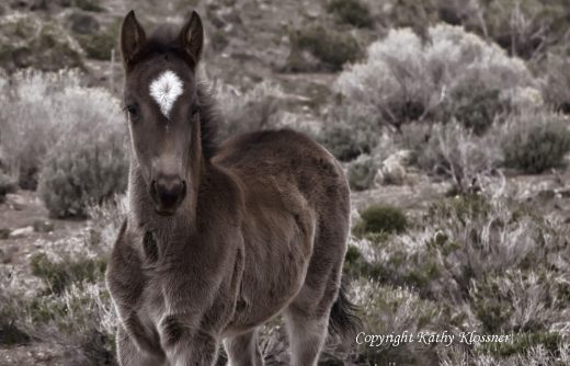 Black Yearling Foals - Wild Black Horse